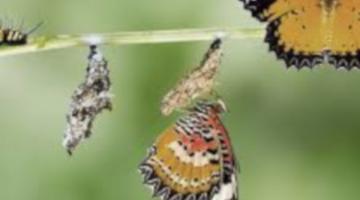 Transforming Business for a Sustainable Economy | My Mooc