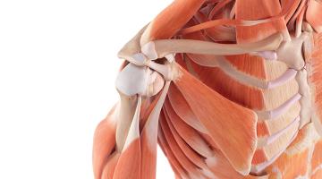 Applied anatomy of the locomotor system | My Mooc