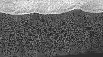 Cellular Solids Part 3: Applications in Nature | My Mooc