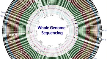 Whole genome sequencing of bacterial genomes - tools and applications ...